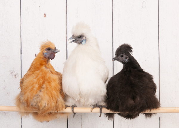 5 Tips for Adding New Chickens to your Backyard Flock - Royal Rooster 5 Tips for Adding New Chickens to your Backyard Flock - Royal Rooster